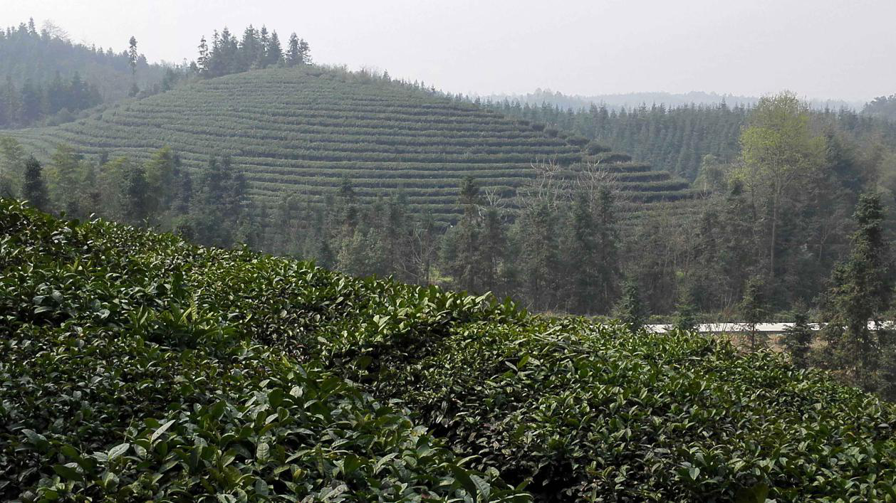 Super Grade Wild Kuding Tea Leaves - Bulk Herbal Tea