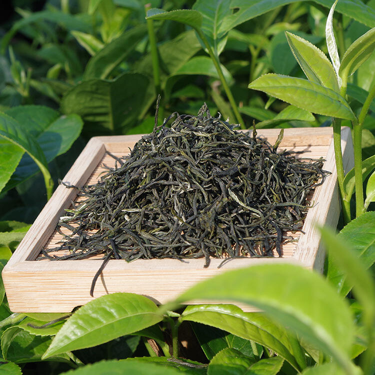 Fresh Maojian Green Tea in Bulk - Directly from Yongchuan Xiuya Factory